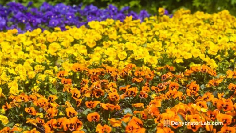 Dehydrating Medicinal Summer Flowers - From Garden to Pantry!